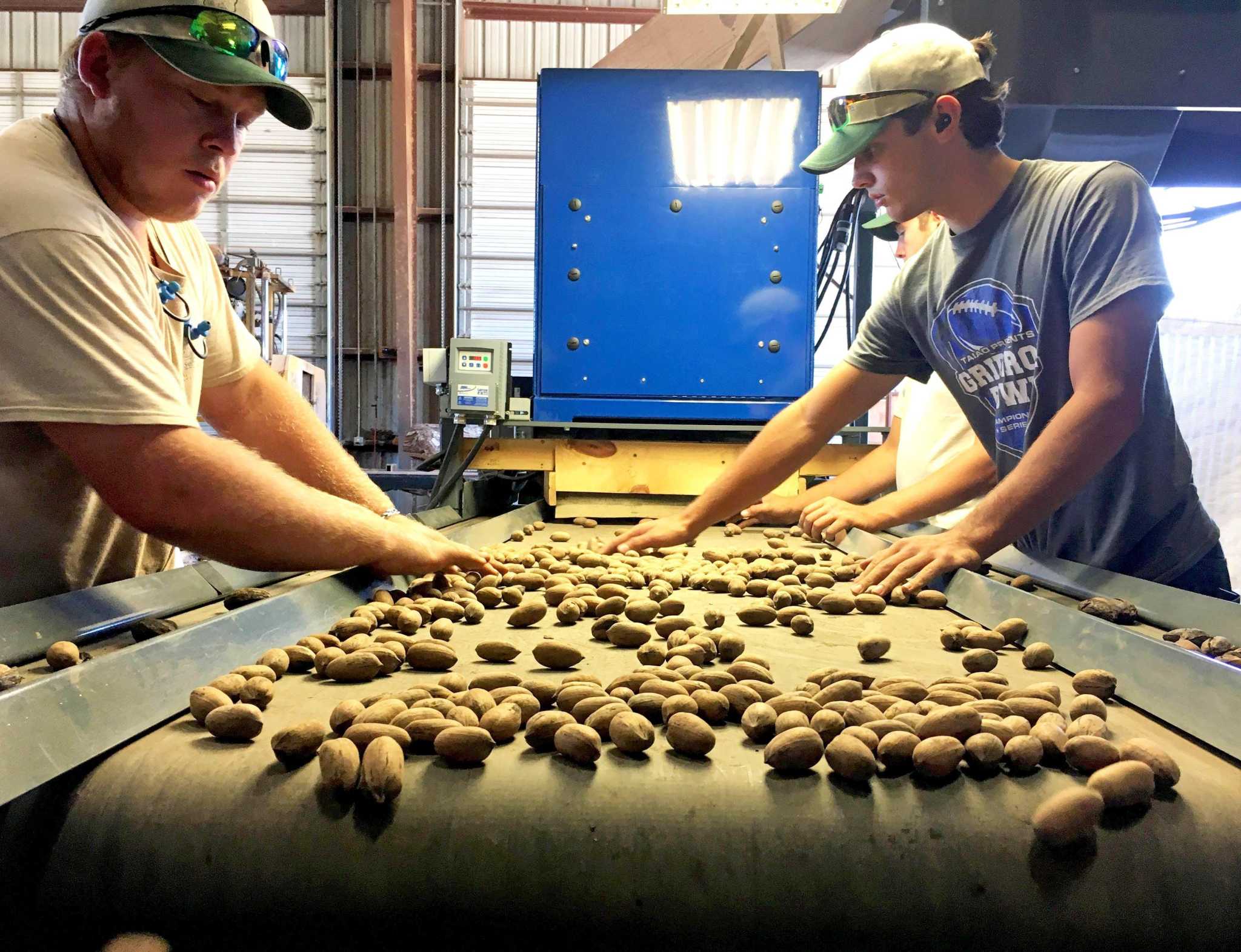 It's pecan season! What you need to know about Texas' native nut
