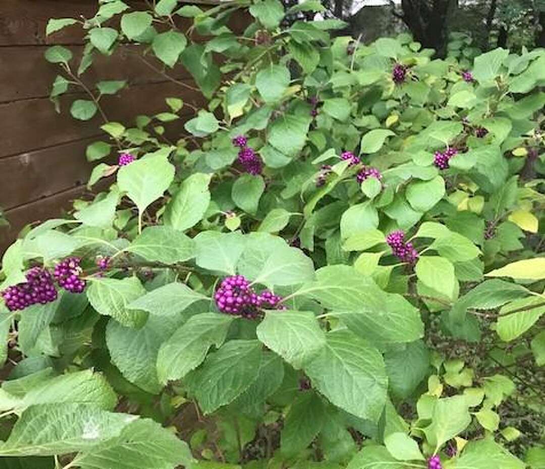 Austin360Cooks for foragers: How to make beautyberry jelly