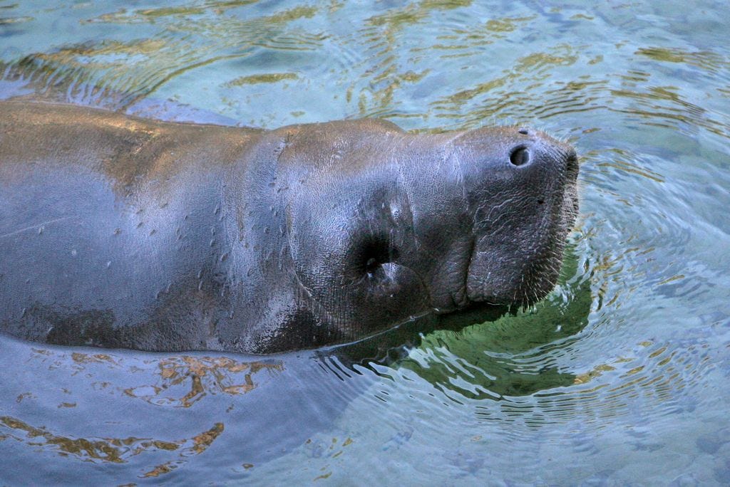 'Rare' Texas manatee sighting reported last week