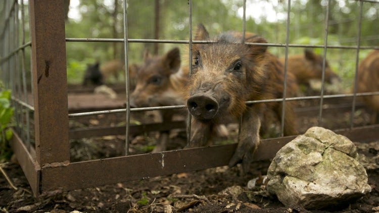 Sid Miller to approve new technique for killing feral hogs: poison