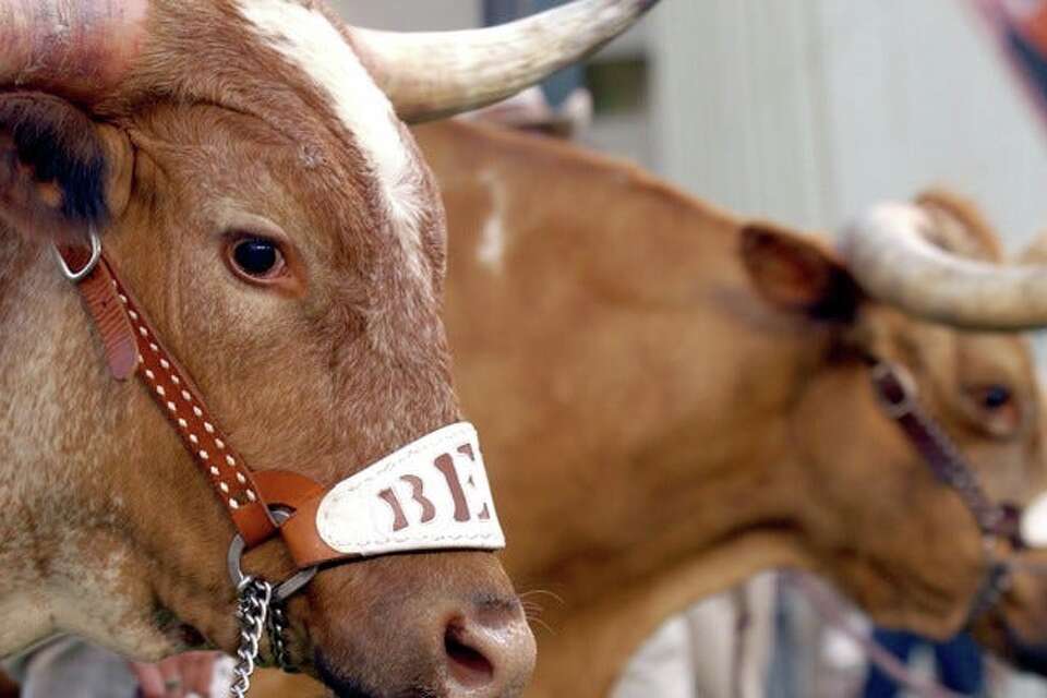 Texas Longhorns beloved mascot Bevo: See photos through the years