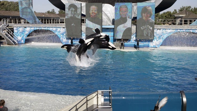 SeaWorld admits workers posed as animal-rights activists
