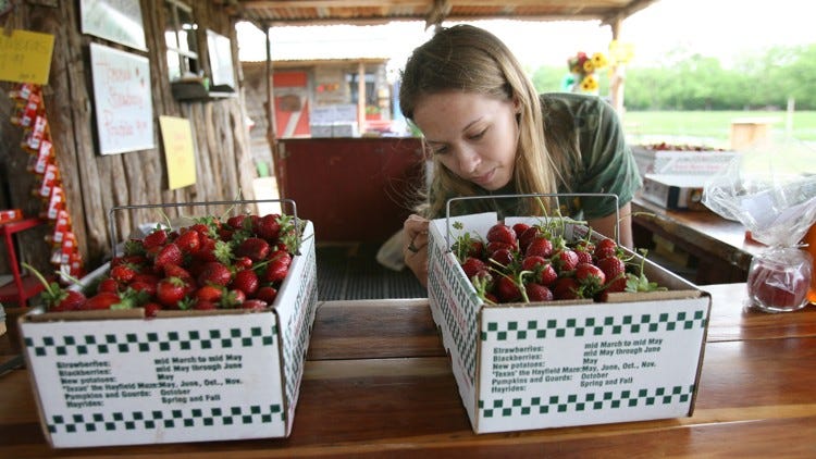 Berry picking, other spring fun worth a day trip from Austin