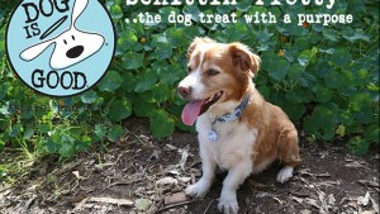 7 best April Fools’ Day pranks about pets