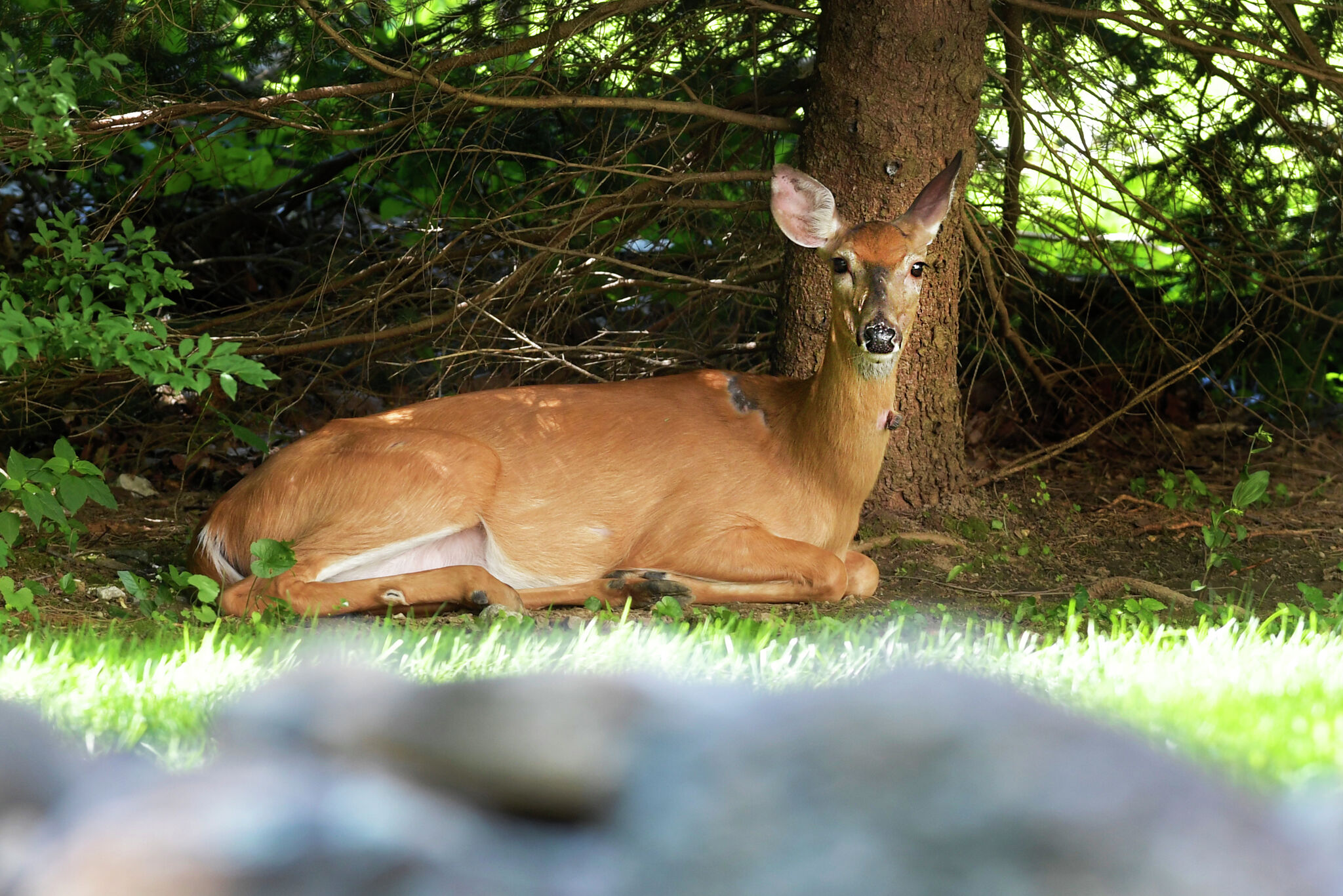 Hunting on Sundays in Connecticut will soon be legal