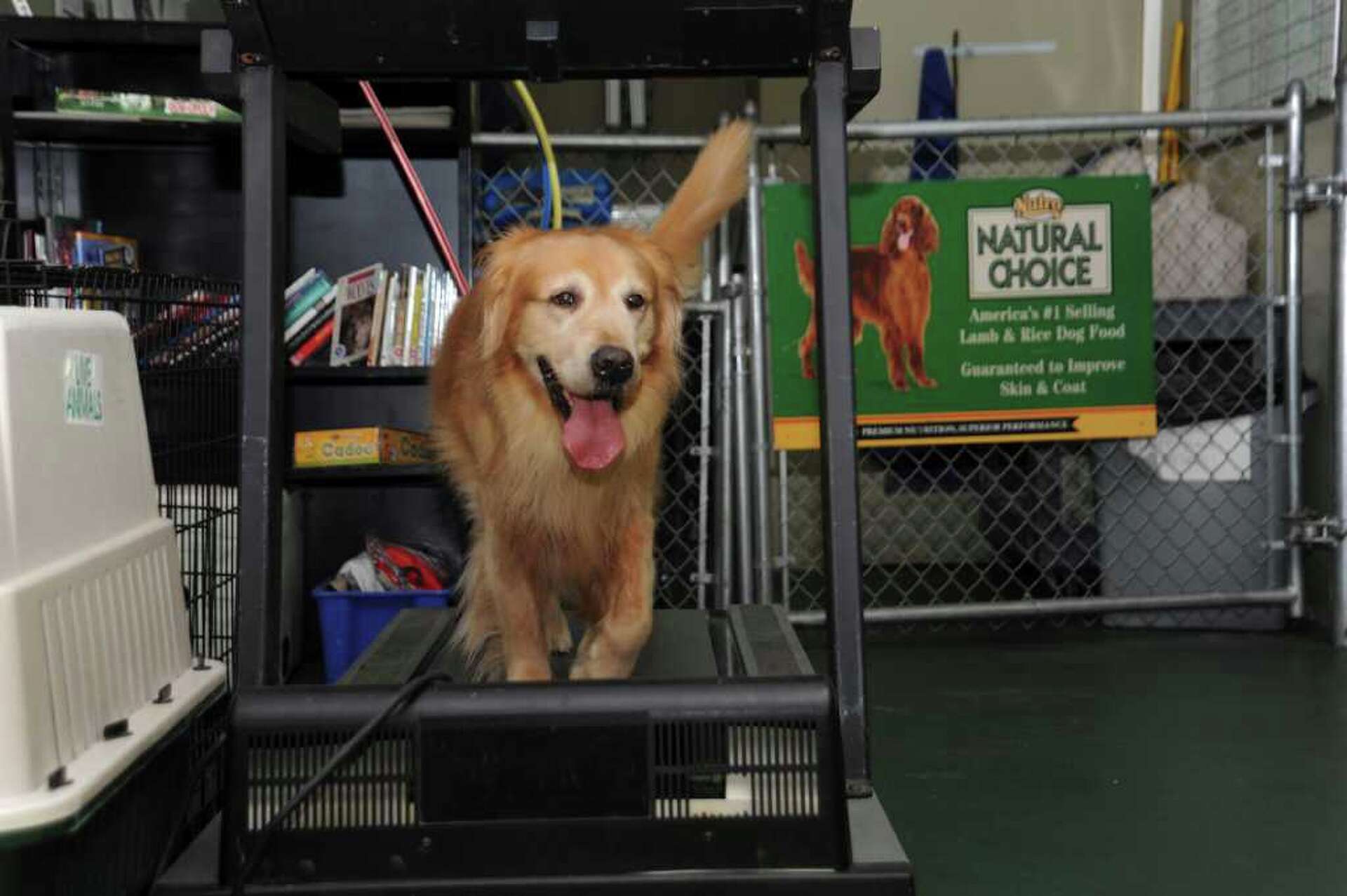 Warriors' wounded psyches healed by service dogs