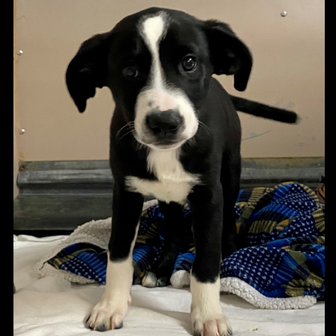 14 adoptable puppies at APA! and AHS for National Puppy Day