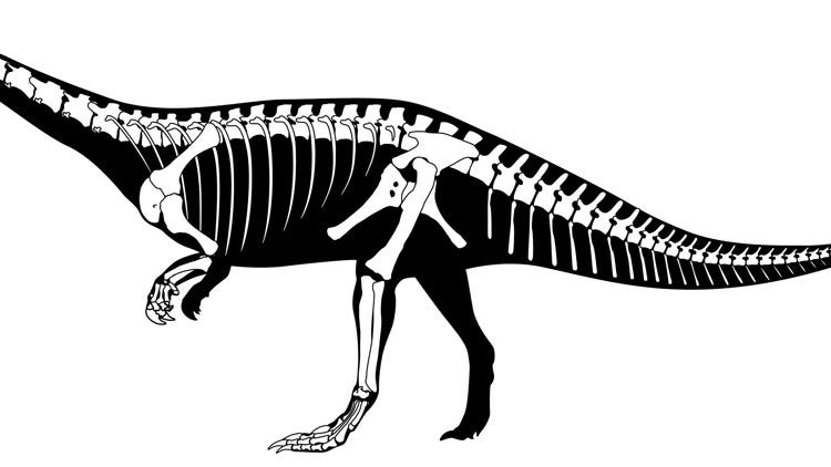 Introducing the Sarahsaurus