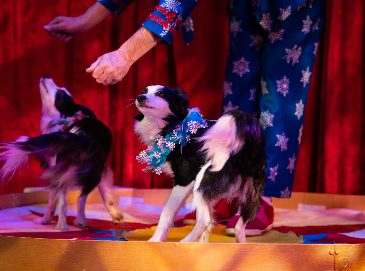 Mutt-Cracker brings laughs, dogs and circus tricks to the stage