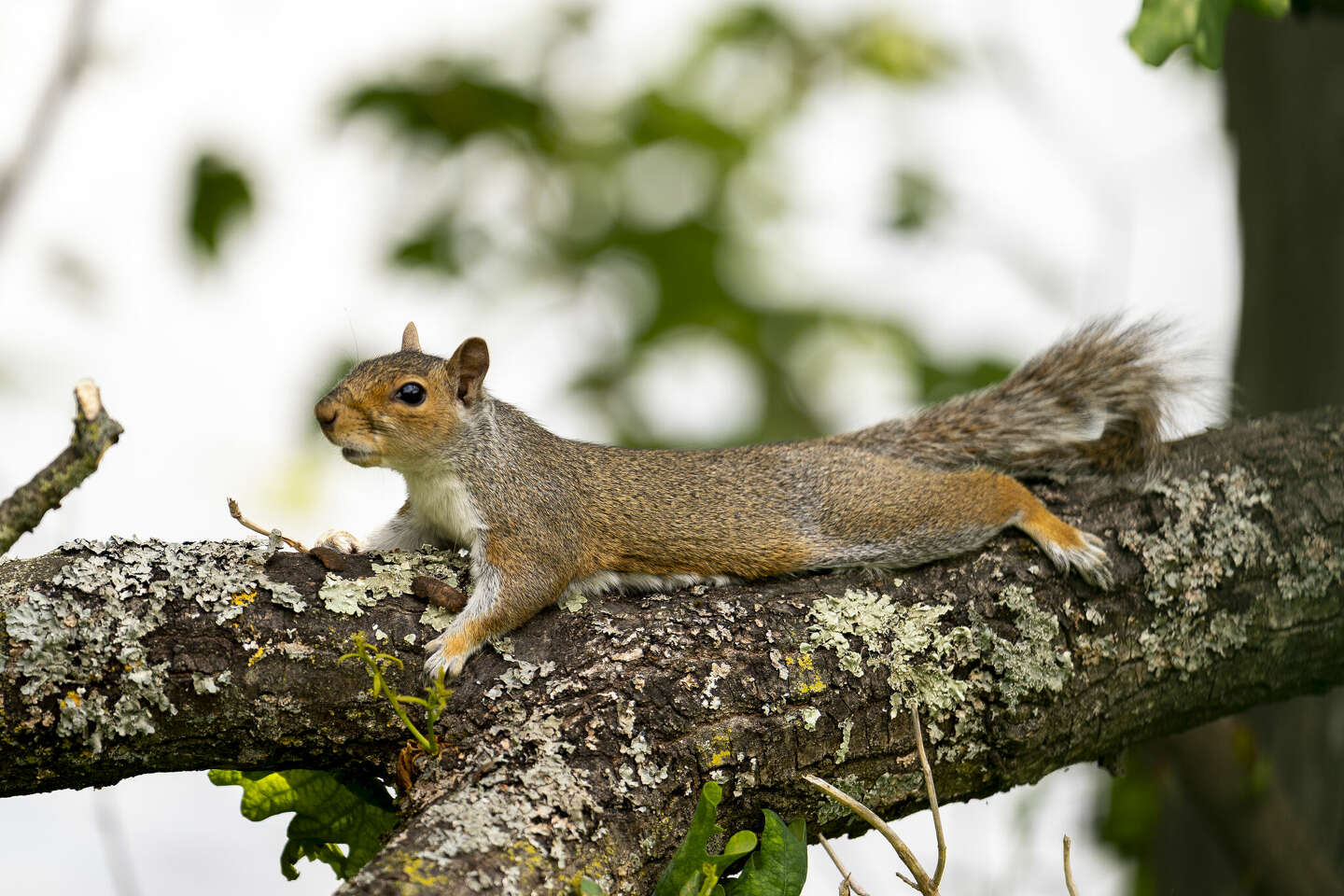 Splooting explained: How dogs, cats, and squirrels beat the heat