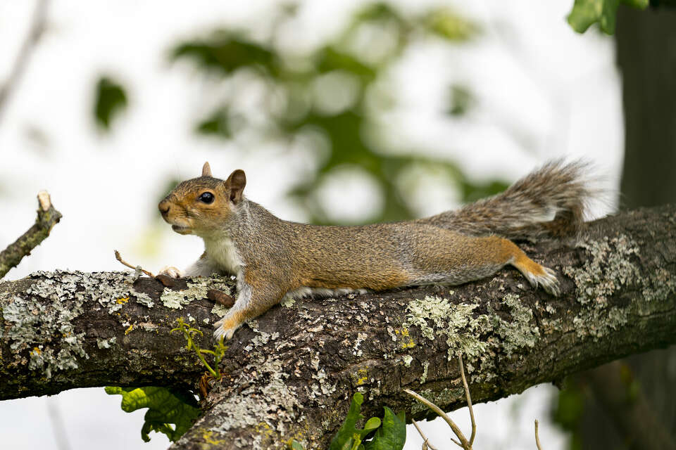 Splooting explained: How dogs, cats, and squirrels beat the heat