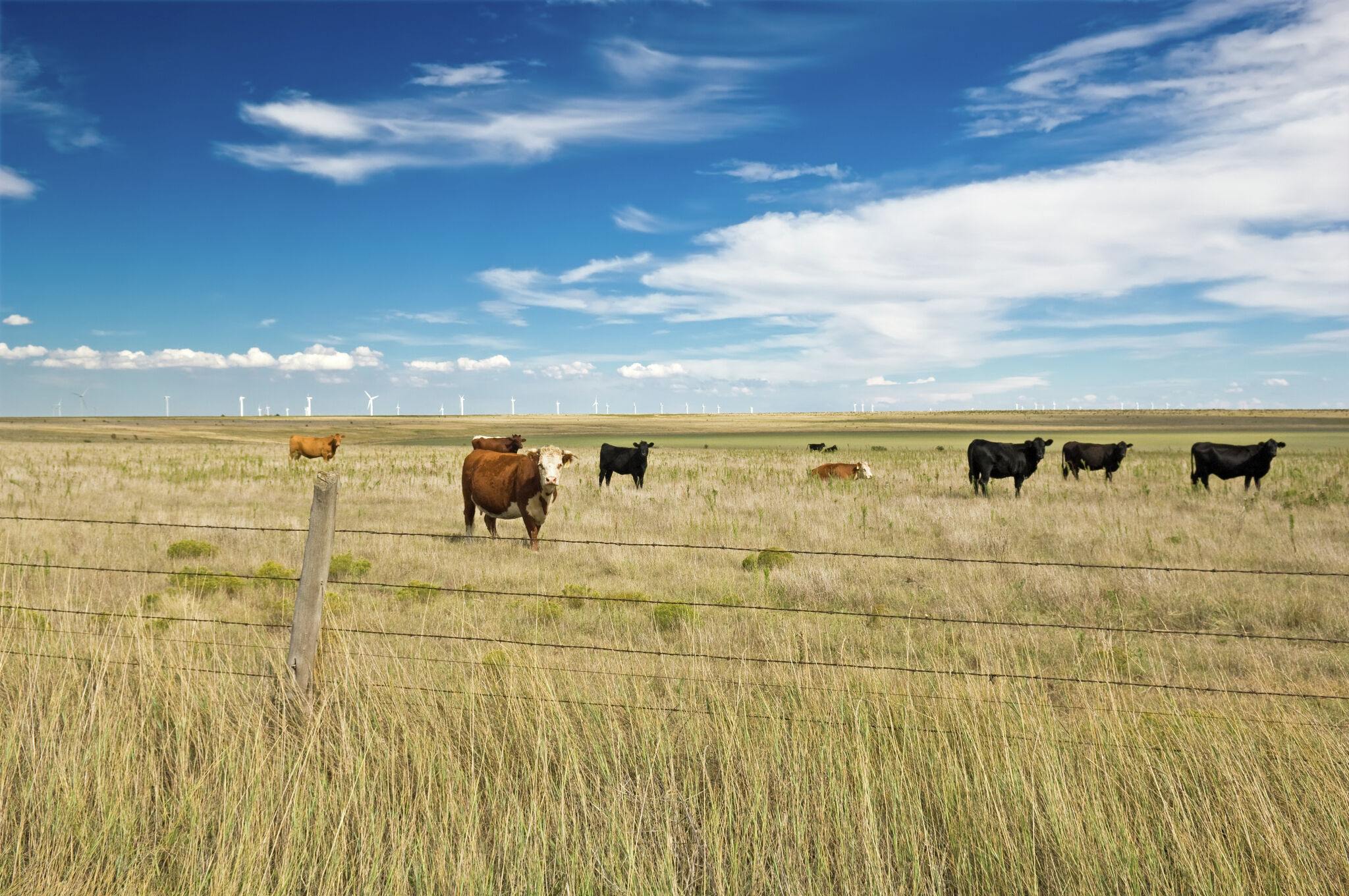 Frozen wind turbines hamper Texas power output, grid operator says