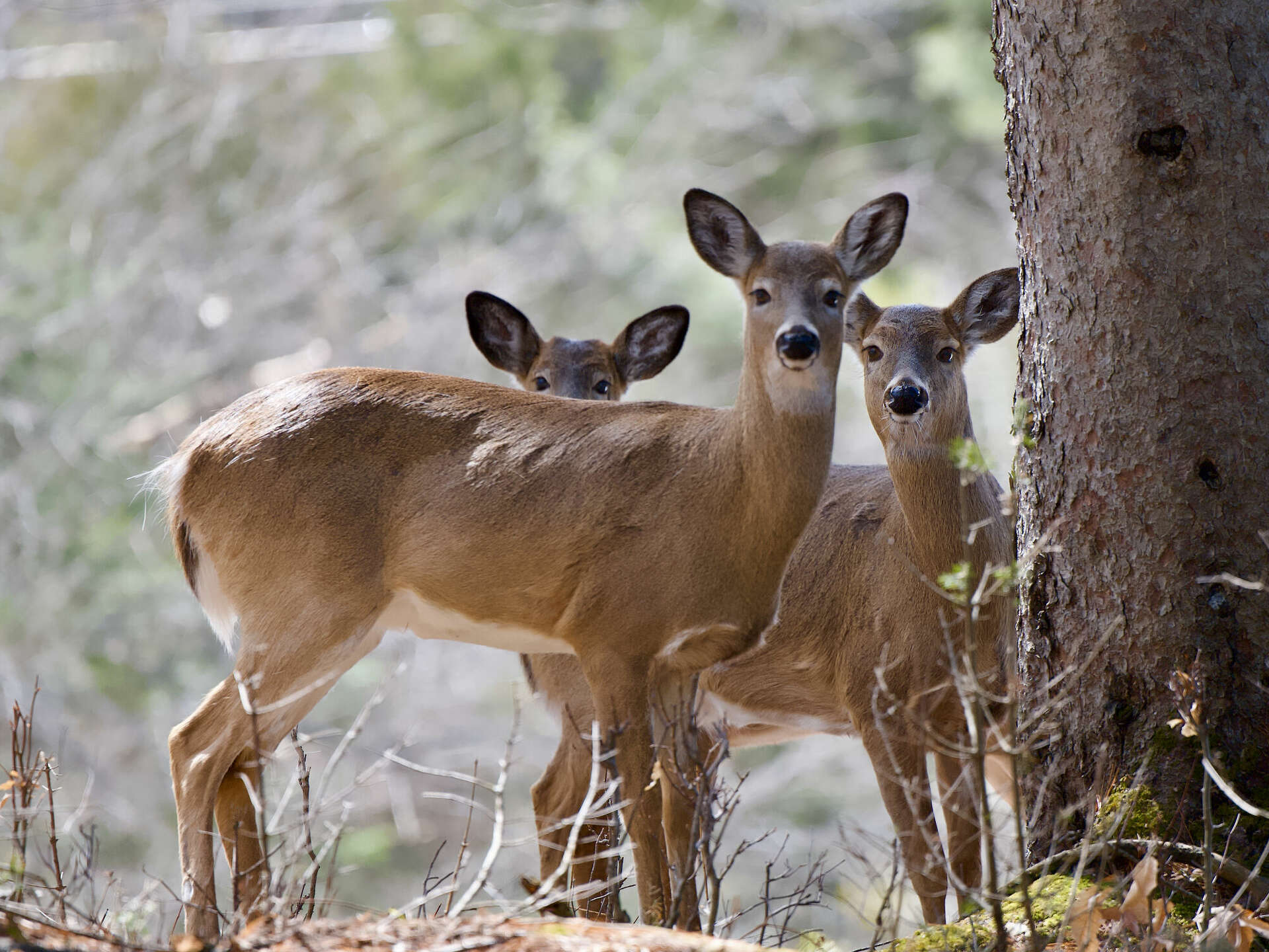 Largest deer-smuggling operation in history exposed in Texas