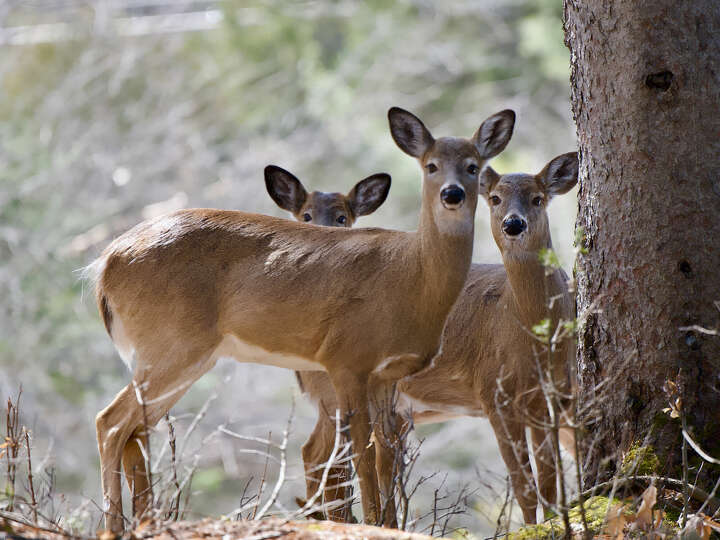 Largest deer-smuggling operation in history exposed in Texas
