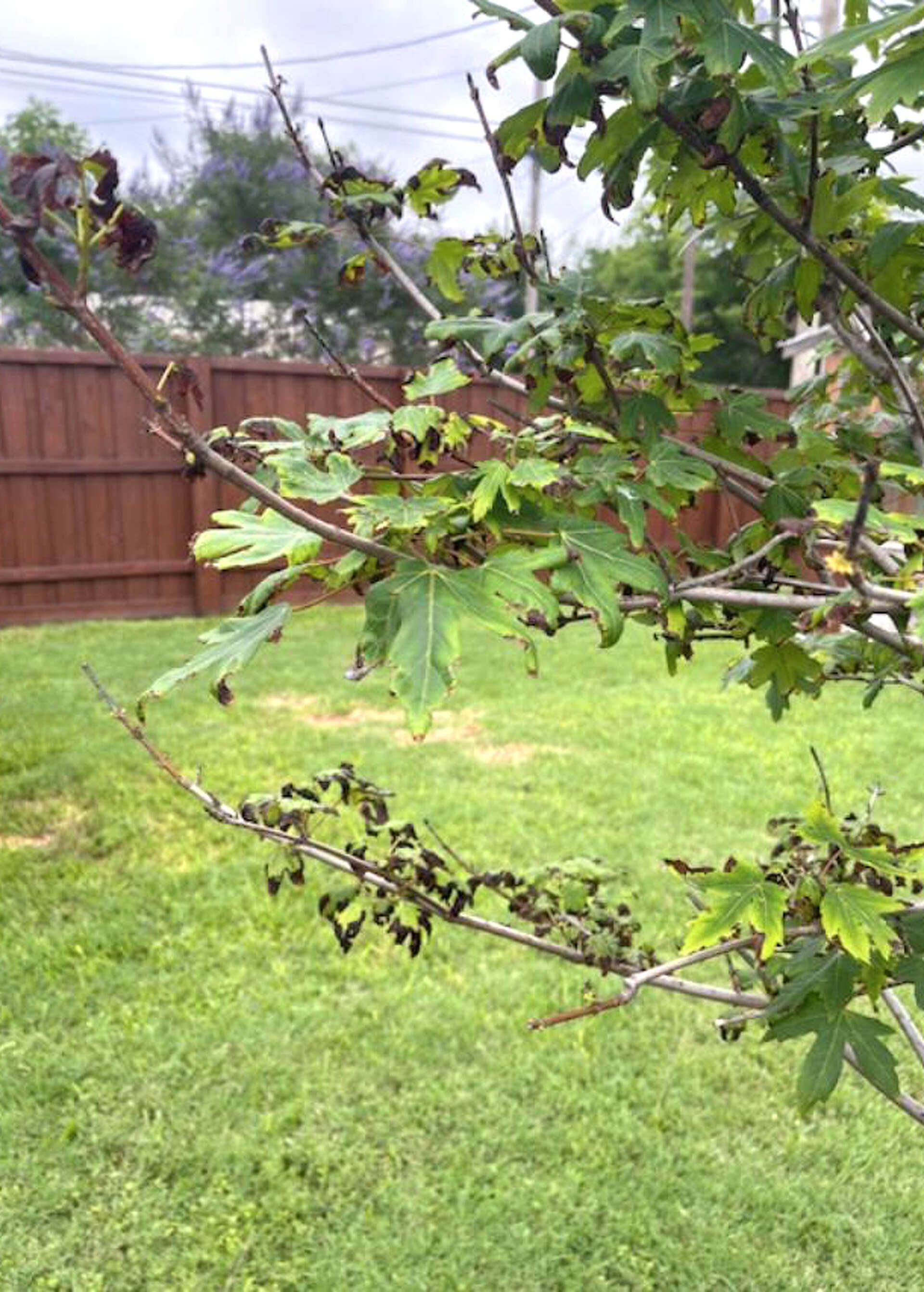 Control ruellia, Bermuda grass, and oak wilt in your yard