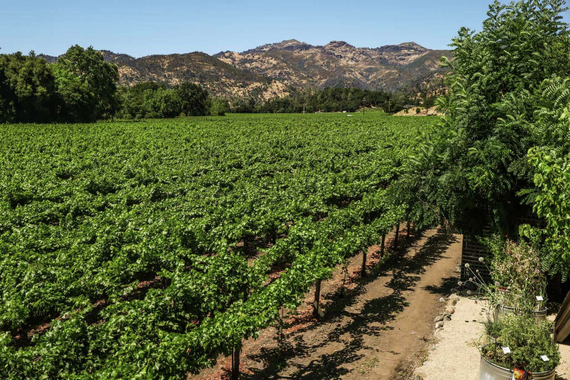 How Robert Mondavi shaped Canard Vineyard in Napa Valley