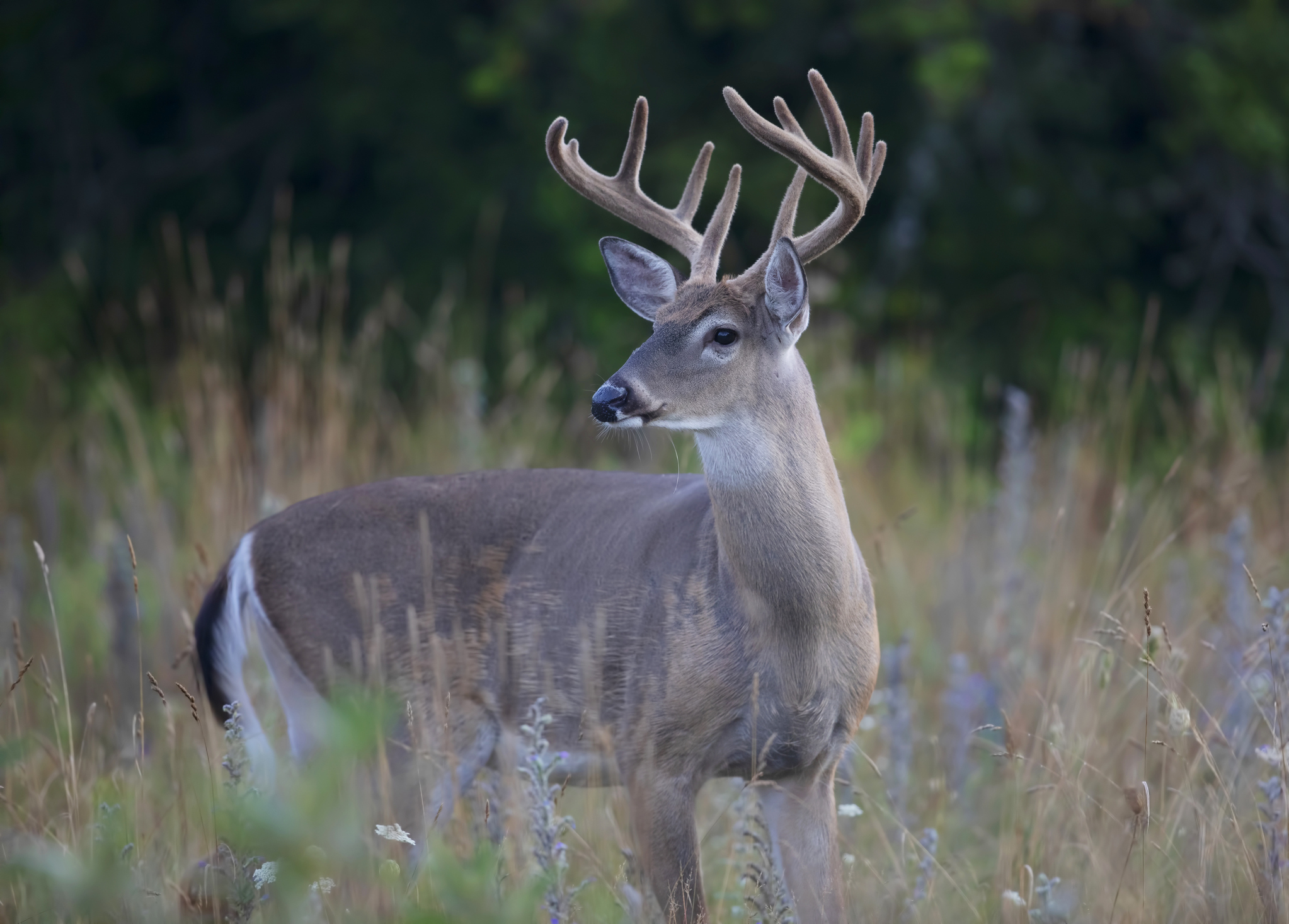 New Braunfels deer killed, decapitated in second illegal hunt