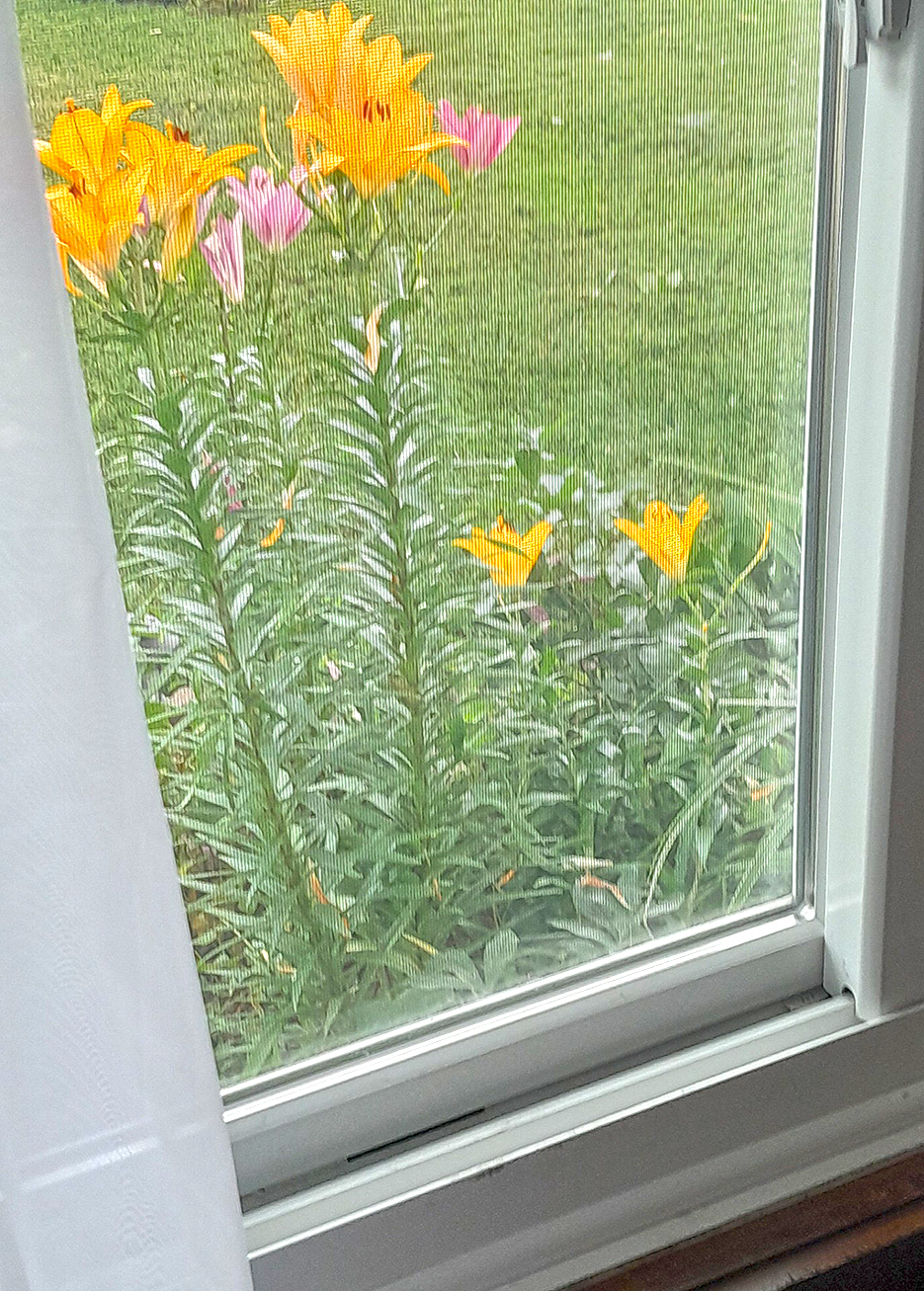 Reader photo: Window watchers