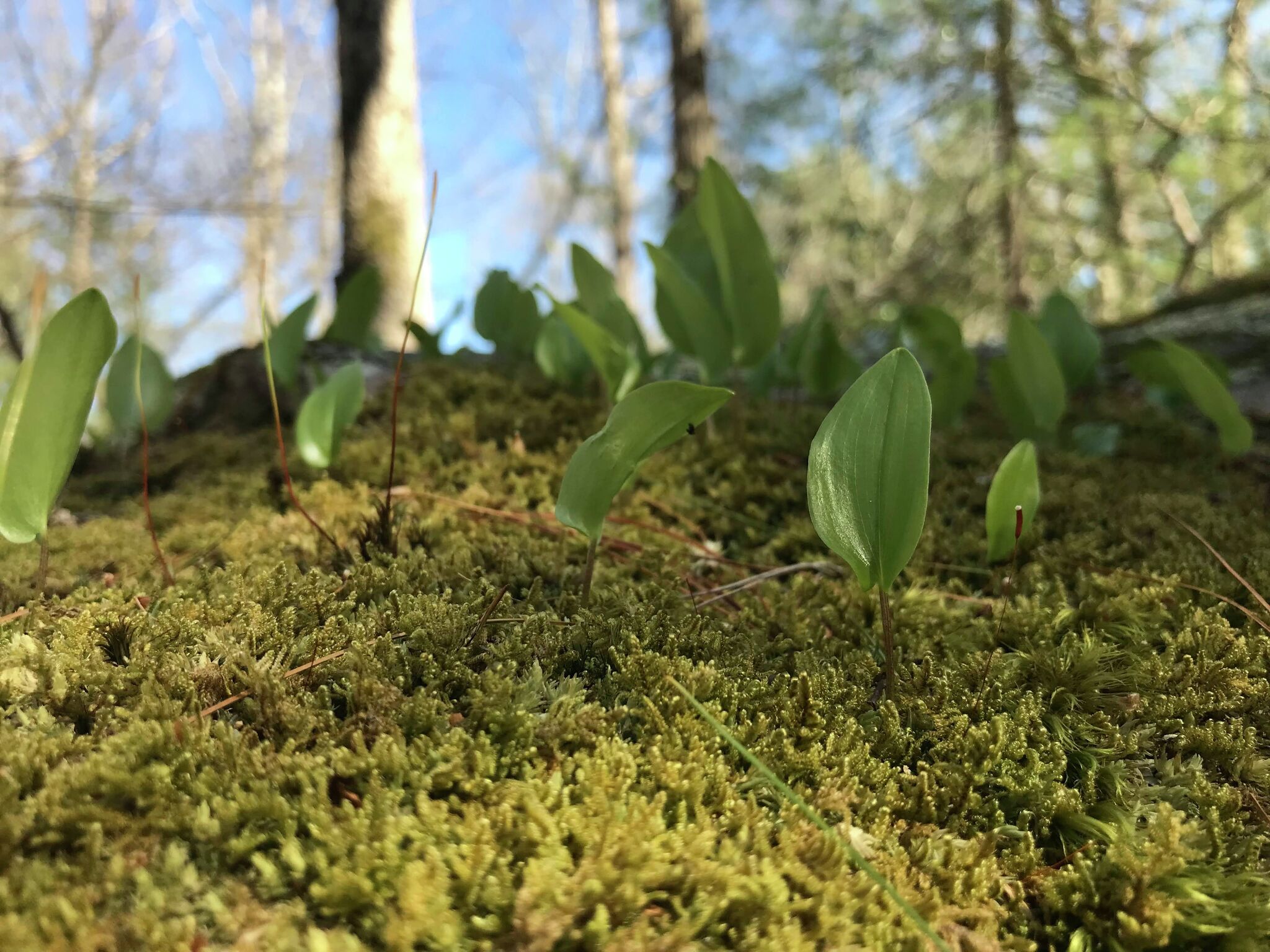 Alex Jones’ father to get ‘fraction’ of $68M he sought from Infowars