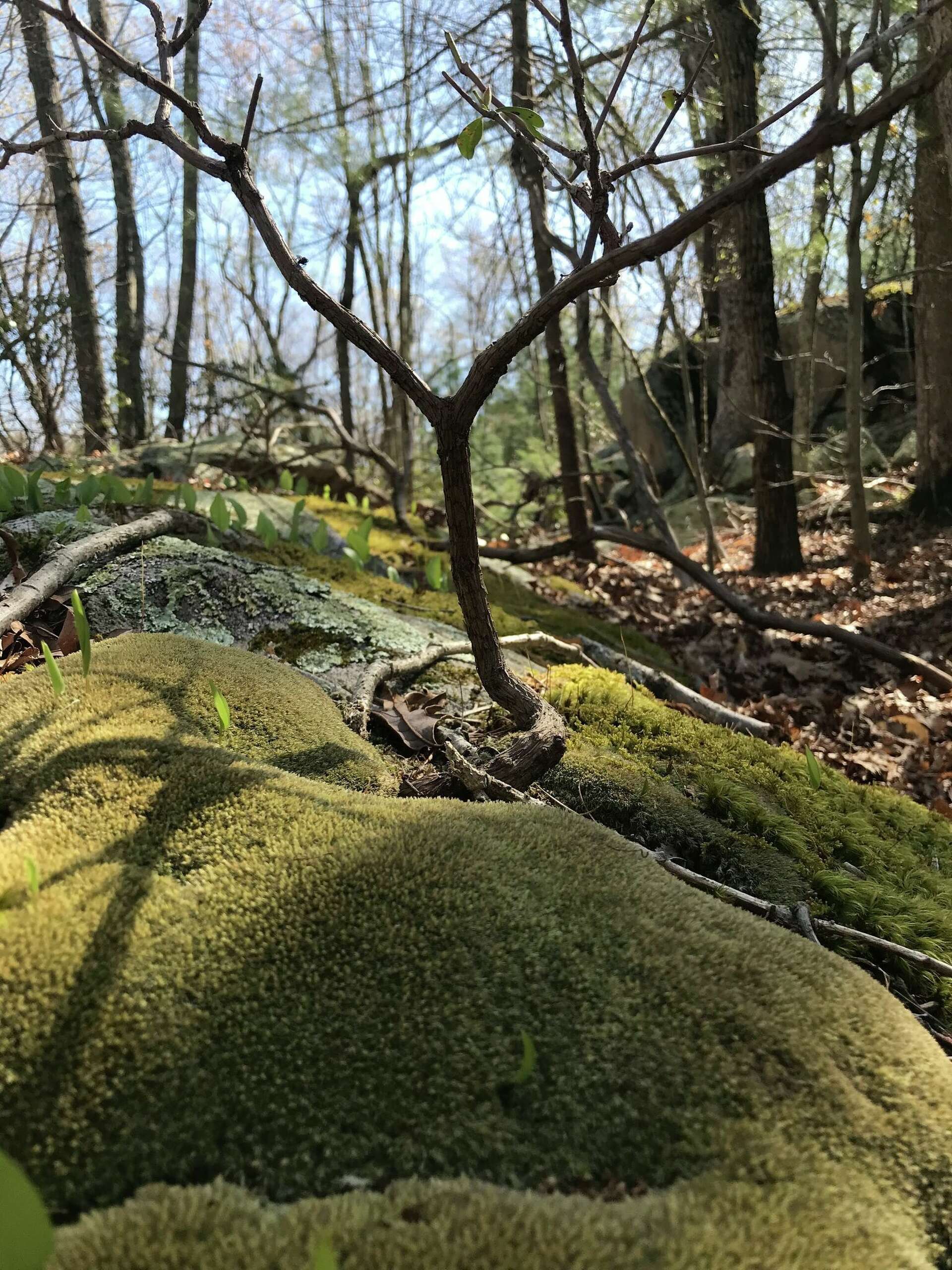 Connecticut's 'middle aged' forests are in danger, researcher says