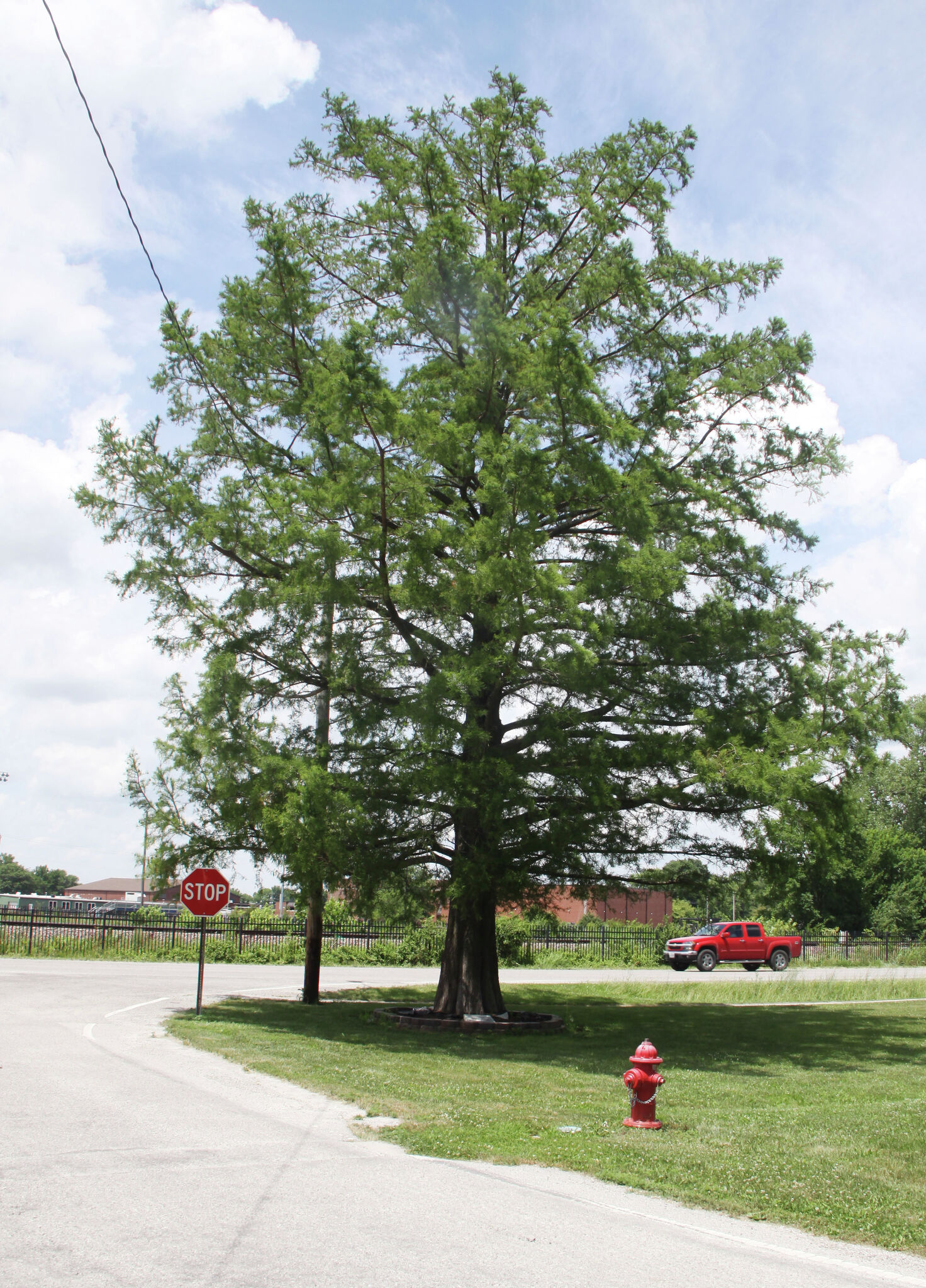 Carlinville redwood tree designated as Liberty Tree in July 4 ceremony