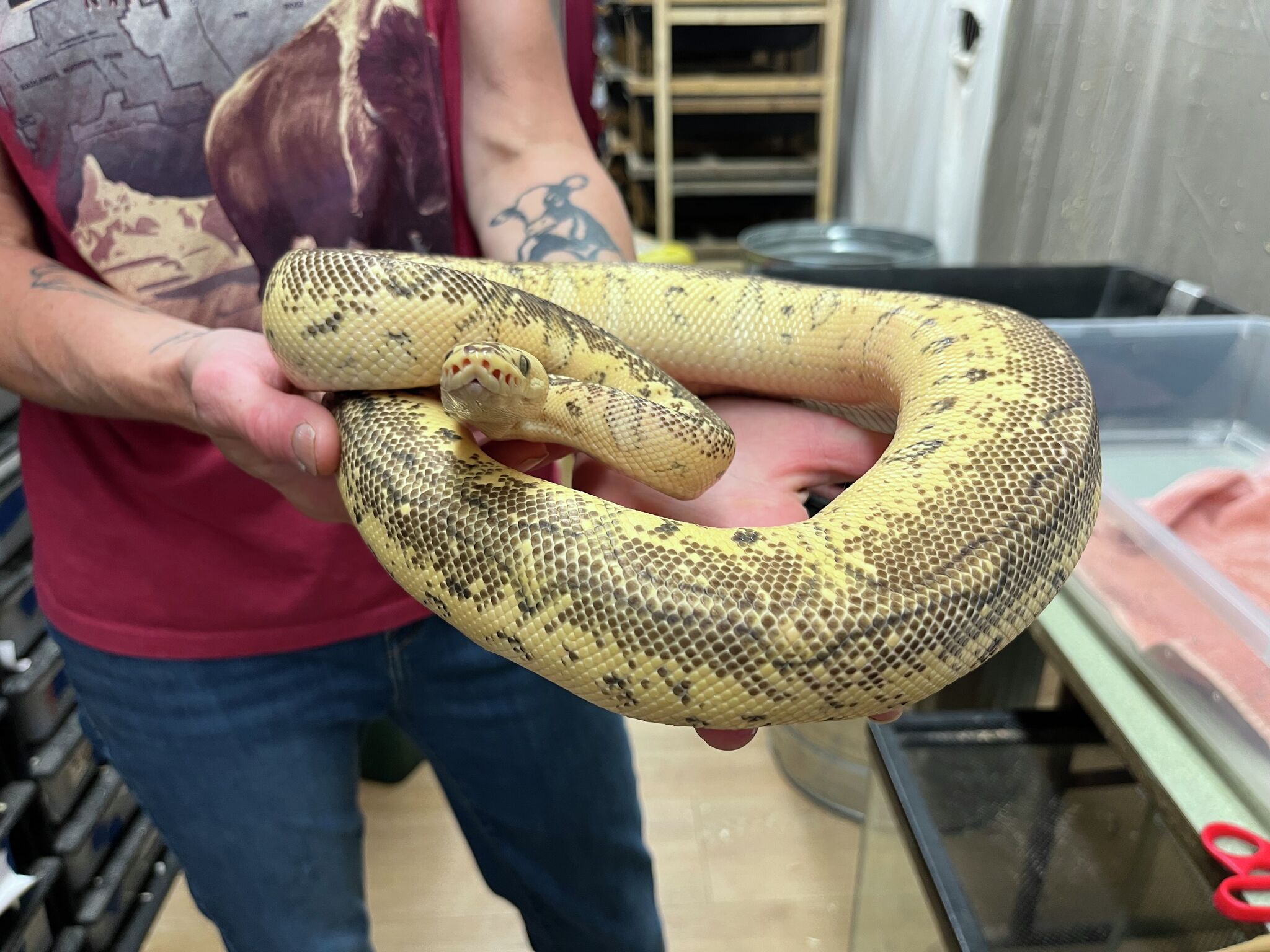 Junior’s, Cafe Madison locations opening in spring in East Greenbush