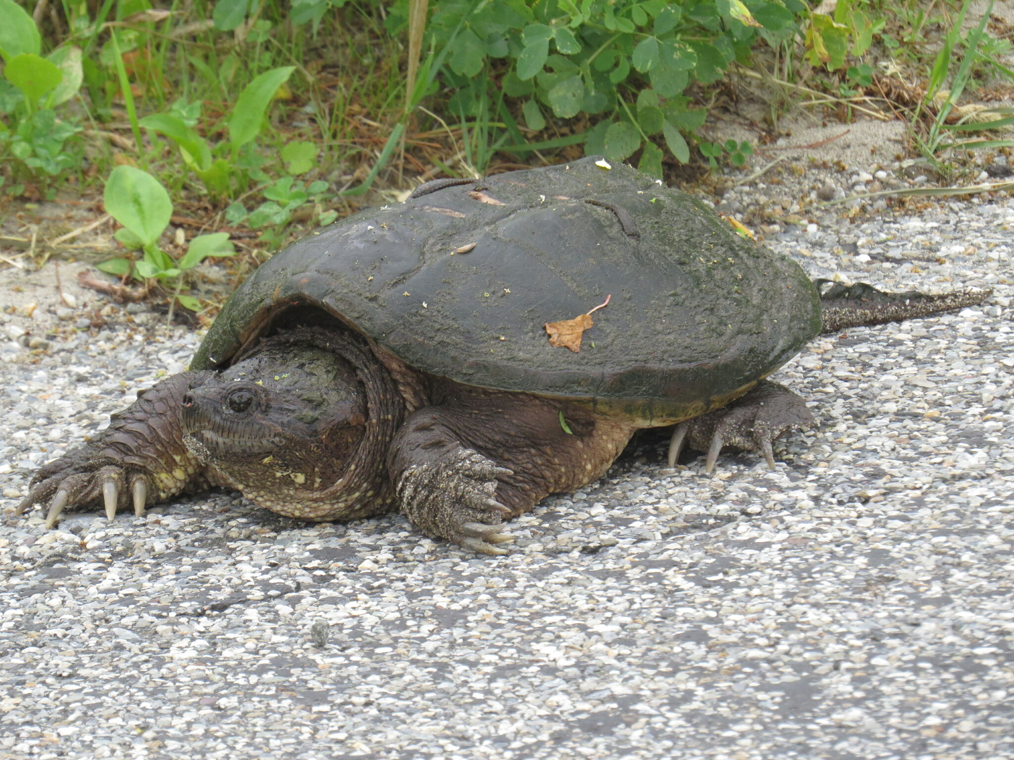 Snapping turtles are formidable creatures that also make tasty soup