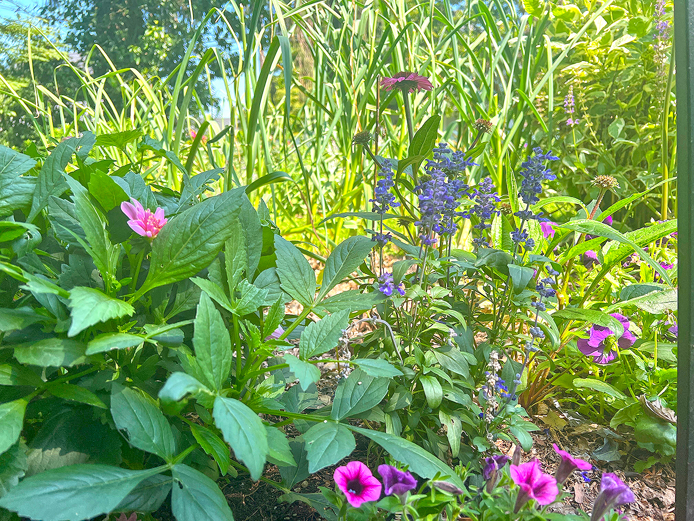 Transform tiny garden into a lush haven