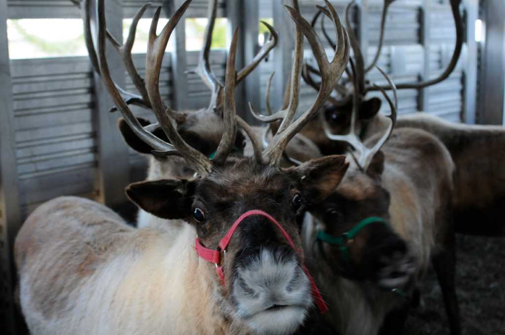 Santa and reindeer highlight of Kids in Crisis fundraiser