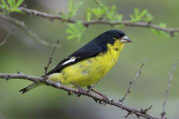 Photos: Central Texas backyard birds