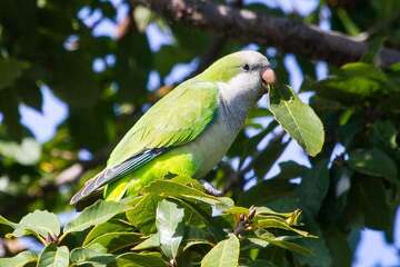 Why Austin has monk parakeets, grackles and other nonnative birds