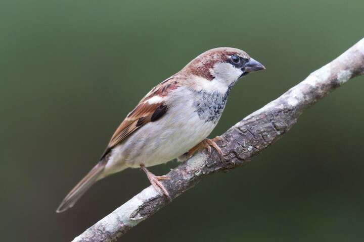 Photos: Central Texas backyard birds