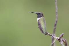 Photos: Central Texas backyard birds