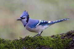 Photos: Central Texas backyard birds