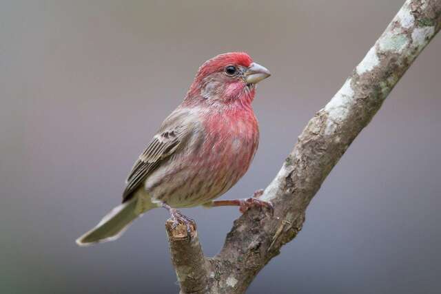Photos: Central Texas backyard birds