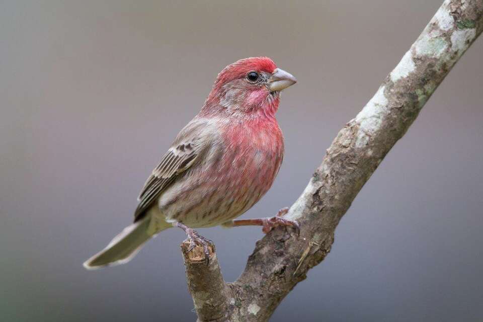 Photos: Central Texas backyard birds
