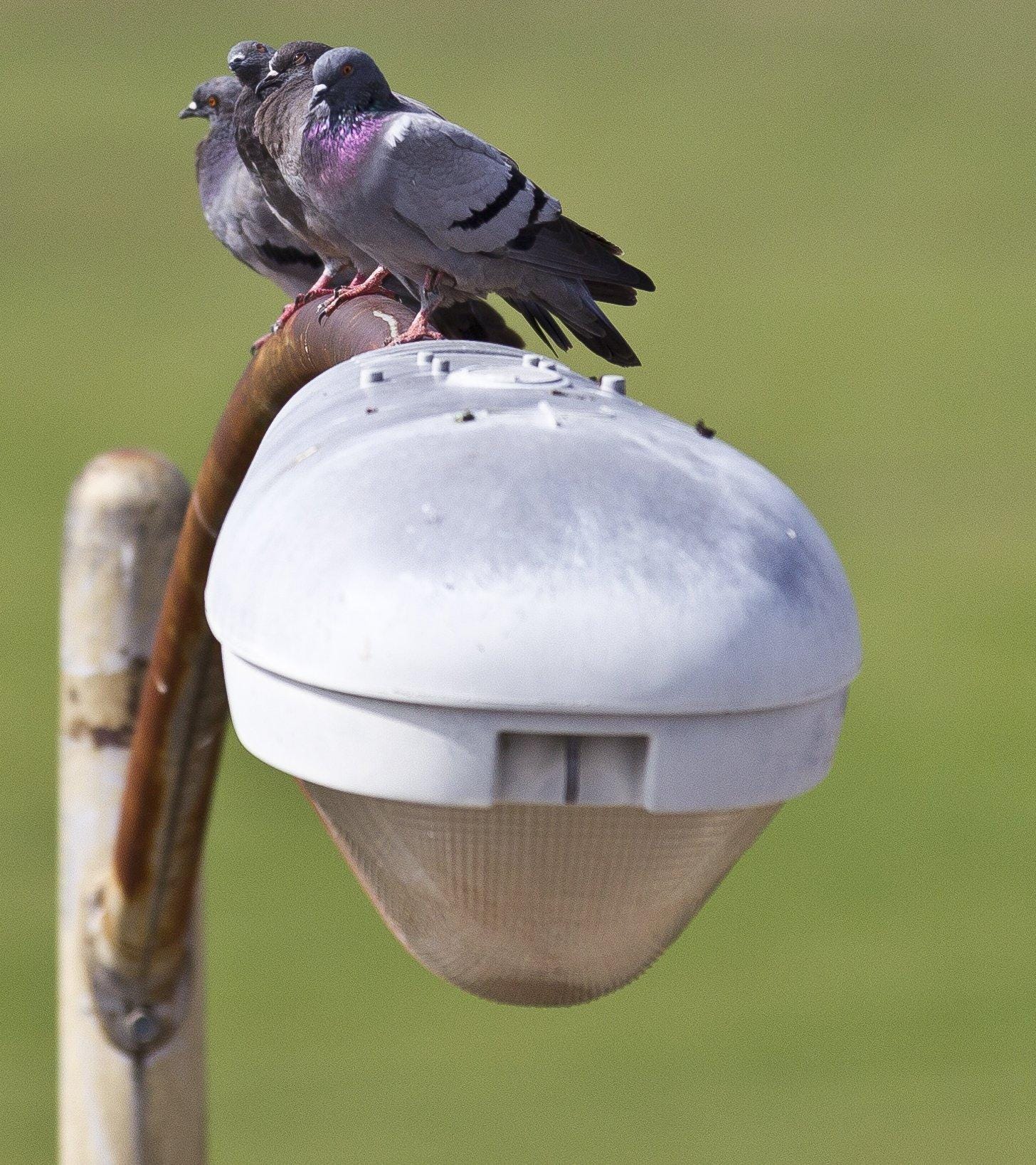 Today is National Pigeon Appreciation Day. Here's why you should care