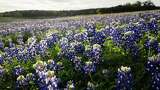 Where to find bluebonnets in Central Texas: See 2025 bloom forecast ...