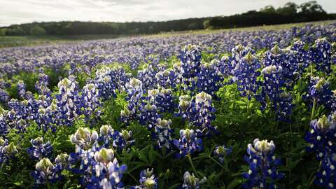 Where to find bluebonnets in Central Texas: See 2025 bloom forecast ...