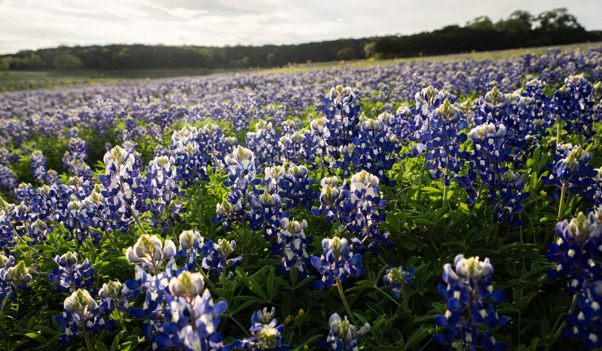 Where to find bluebonnets in Central Texas: See 2025 bloom forecast ...
