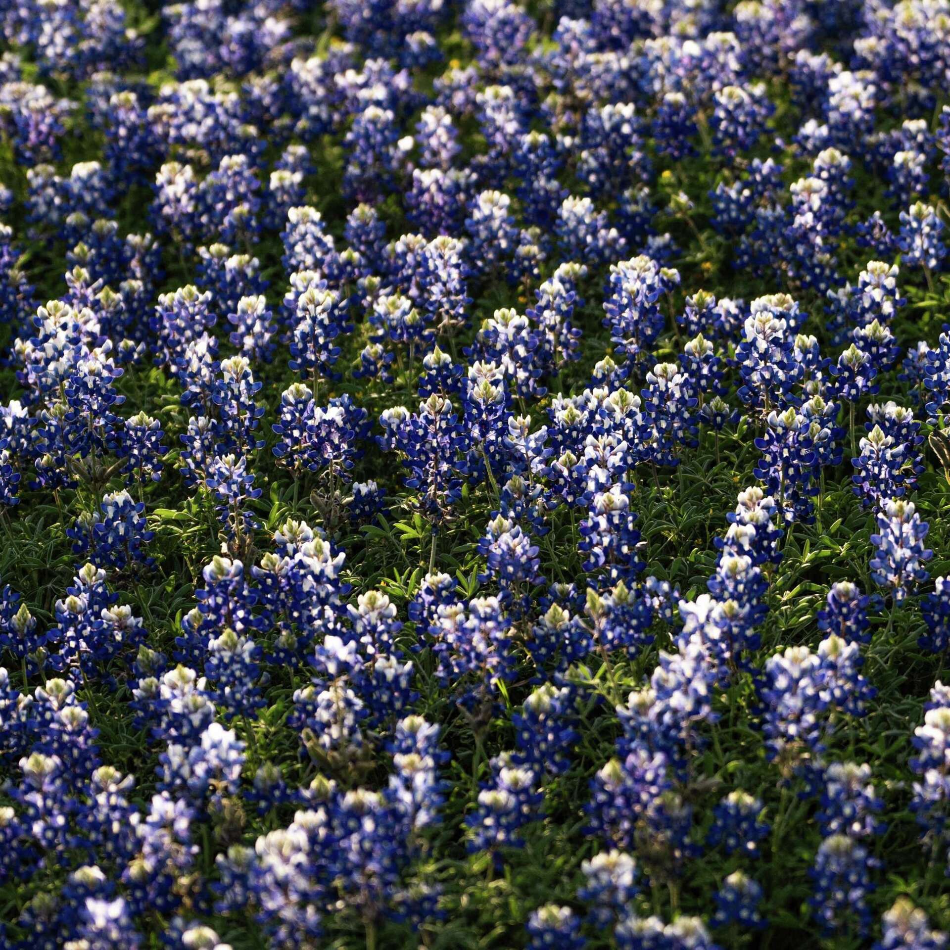How and when to plant bluebonnets, according to TxDOT