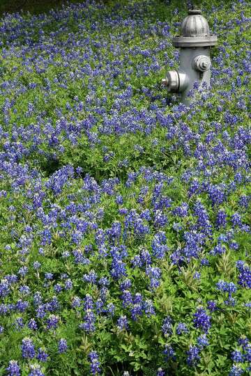 Where to find bluebonnets in Central Texas: See 2025 bloom forecast ...