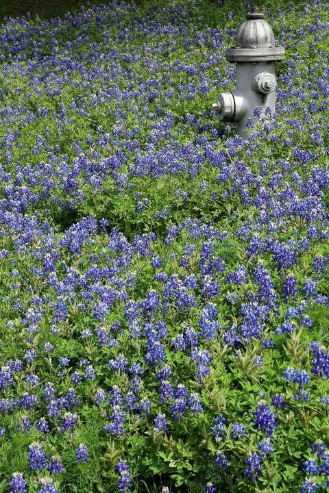 Where to find bluebonnets in Central Texas: See 2025 bloom forecast ...