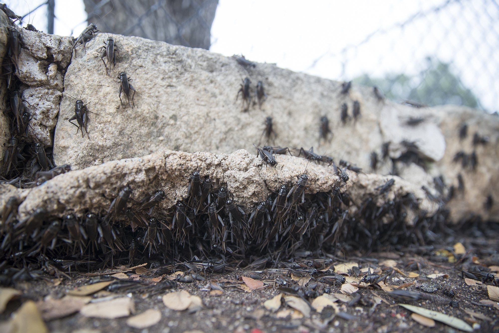 Crickets are invading Austin — can we eat them? What to know.