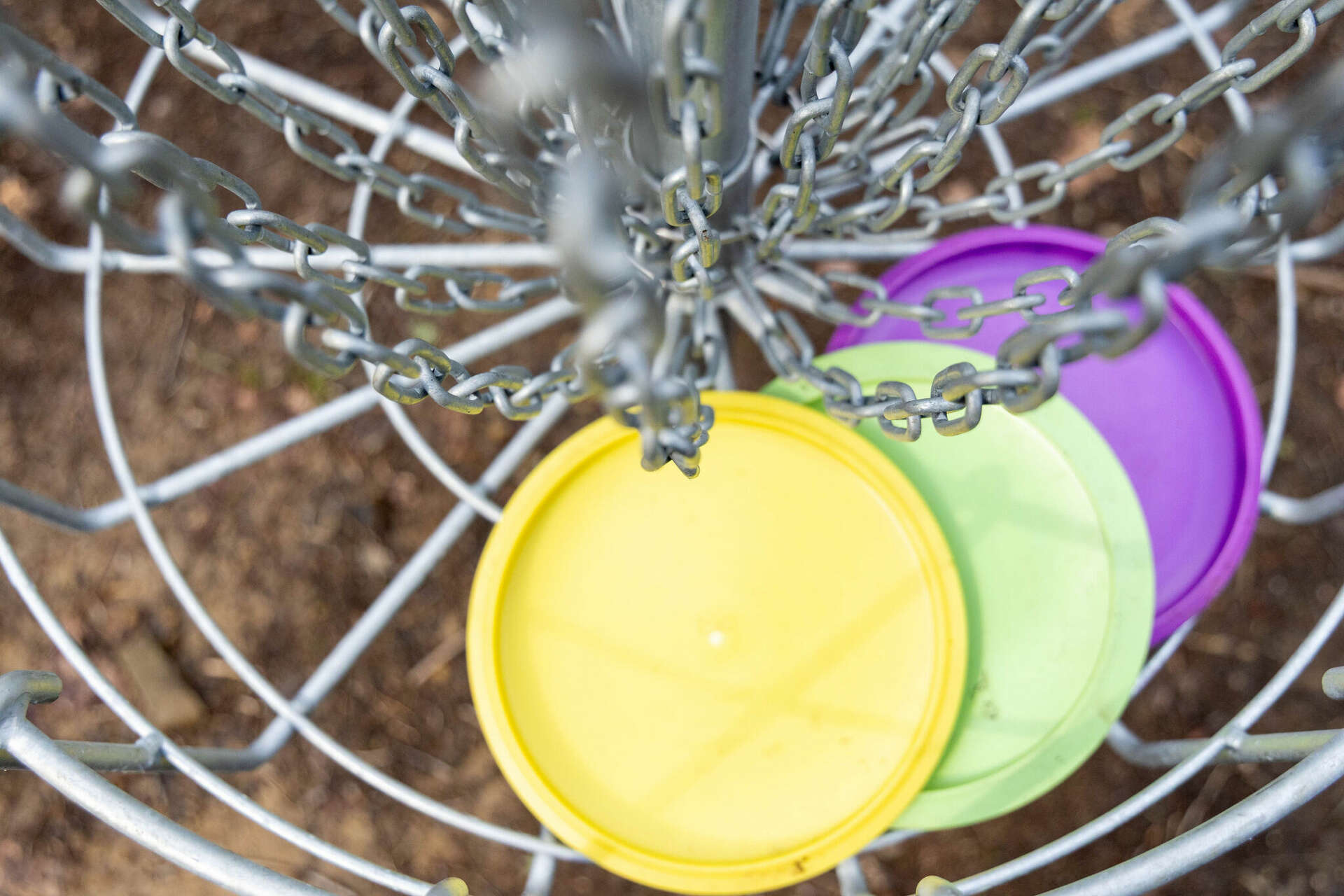 Disc Golf, dogs and tacos