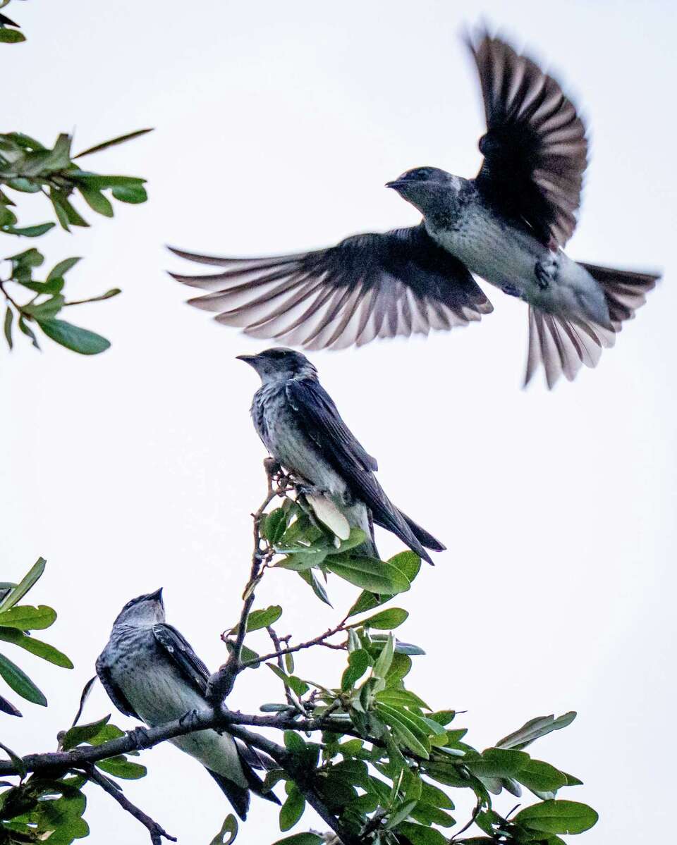 Thousands of purple martins are roosting in Round Rock, take a look