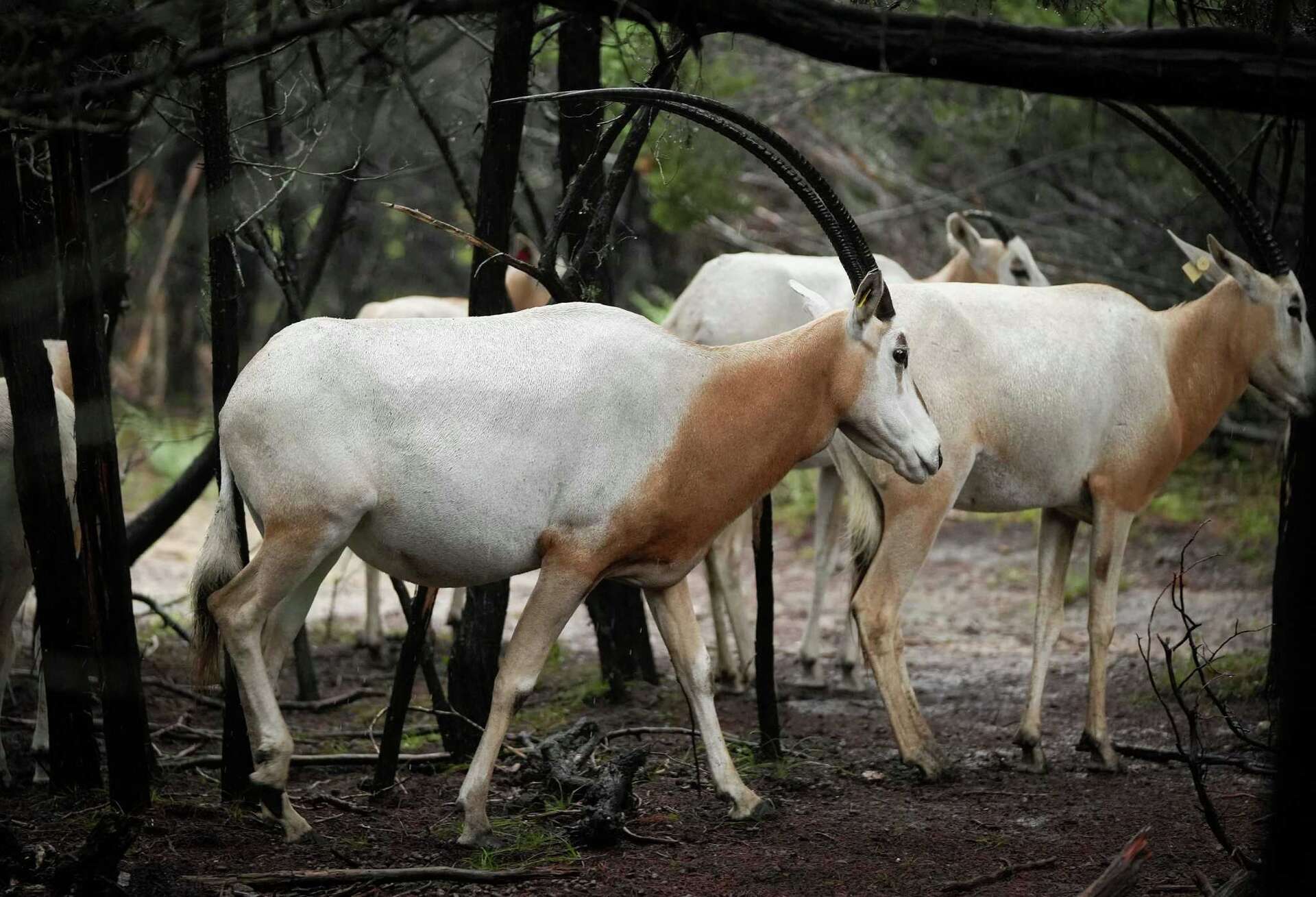 Is this even Texas? Exotic animals from other countries roam freely