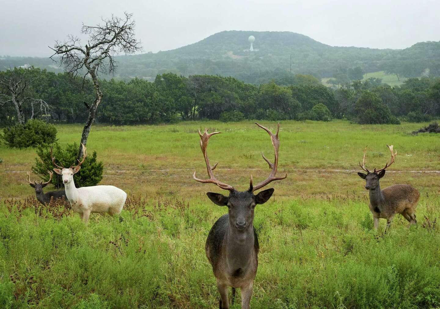 Is this even Texas? Exotic animals from other countries roam freely
