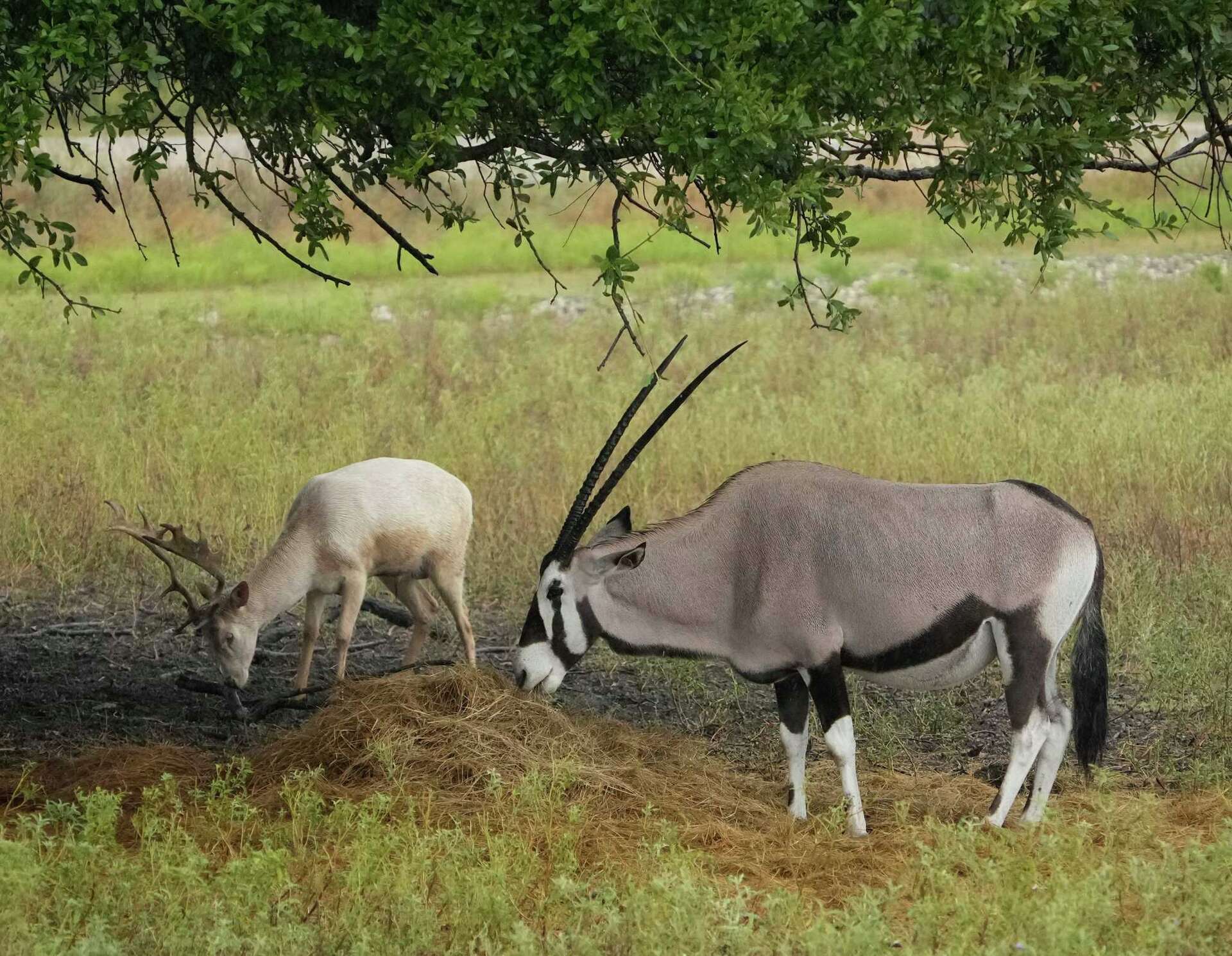 Is this even Texas? Exotic animals from other countries roam freely