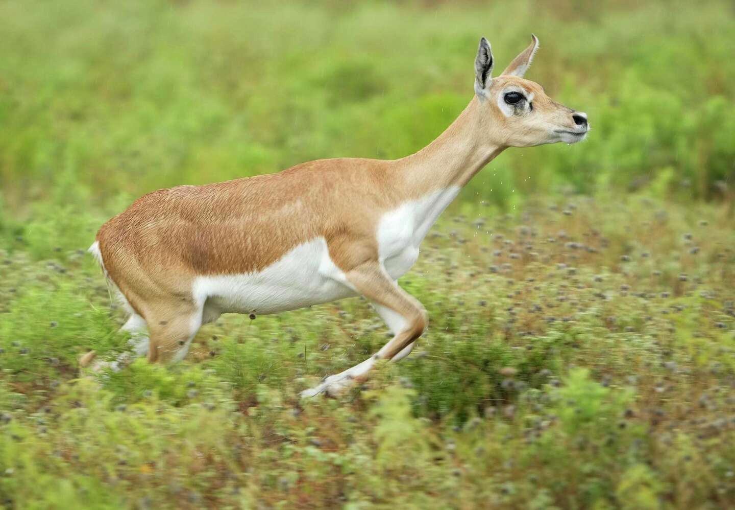 Is this even Texas? Exotic animals from other countries roam freely